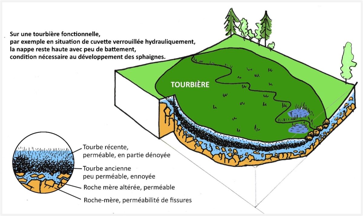 Rôle des Zones humides de tête de bassin dans le soutien d'étiage